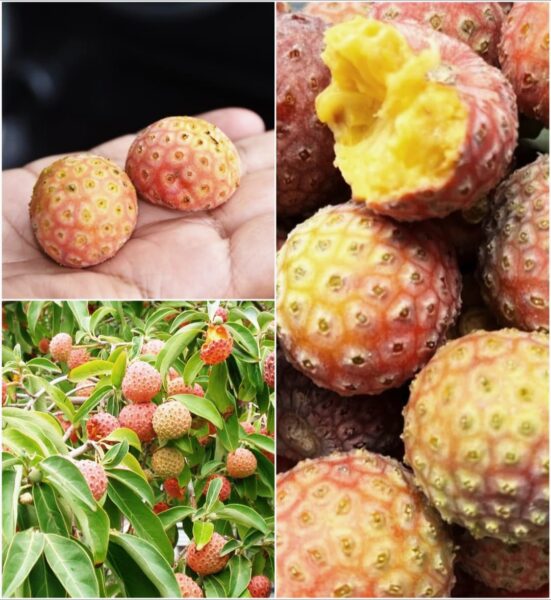 भमोरा : औषधीय गुणों से भरपूर उत्तराखंड का भमोरा फल शरीर से विषाक्तता ...